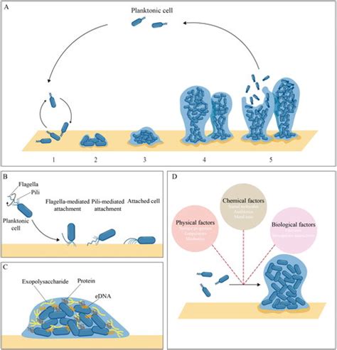 Full Article Regulating Bacterial Biofilms In Food And Biomedicine