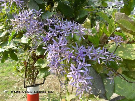 Neel Moni Lota Fulনীলমণি লতা ফুল Petrea Volubilis