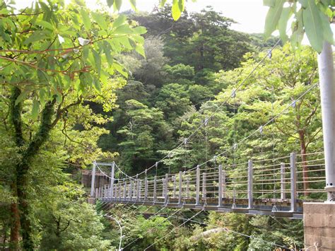 Jurassic Park Jungle Bridge Pics