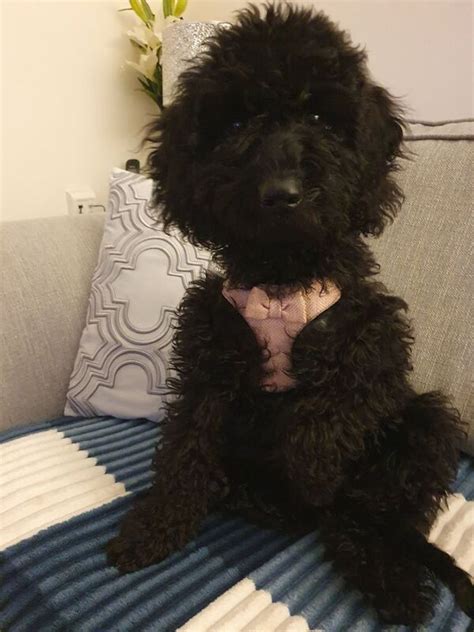 Cocapoo Puppy Cockapoo Puppies For Sale In Netley Hampshire