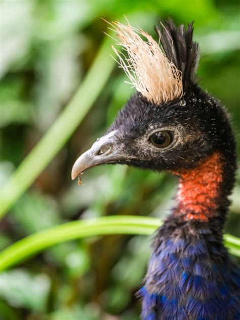 Congo Peafowl Breed Profile The Hip Chick