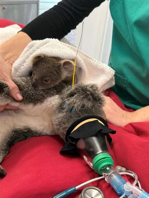 Meet Myah And Micah An Adorable Koala Mum And Joey Saved From Chlamydia