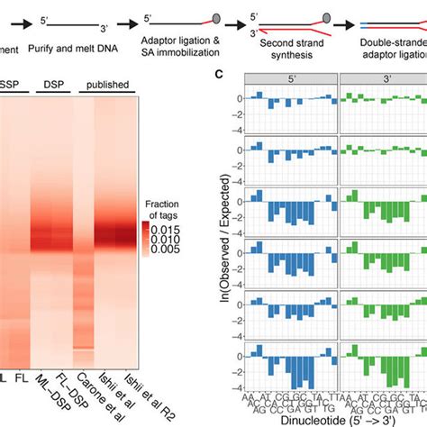 Comparison Of ATAC Seq And MNase SSP Fragments Found At Predicted