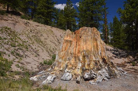 Eocene Age Redwood Stump Florissant Fossil Beds National Monument National Parks Traveler