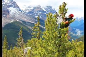 Thousands Of Endangered Whitebark Pine Planted In Banff Kootenay
