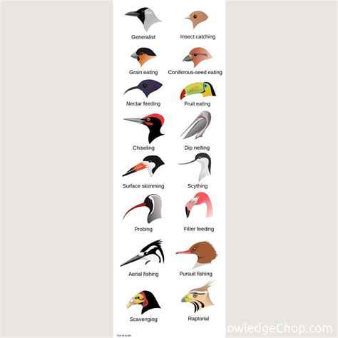 Types Of Bird Beaks And Uses 🥷 Knowledge Ninja