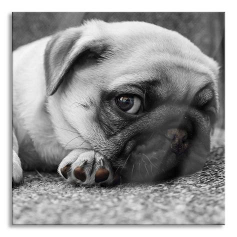 Pixxprint Glasbild Süßer Kleiner Mops Auf Teppich Süßer Kleiner Mops