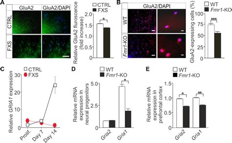 Altered Expression Of Glua1 And Glua2 In Human And Mouse Fxs Neural