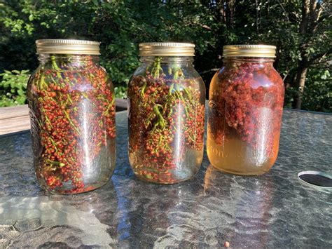 Sumac Lemonade Rforaging