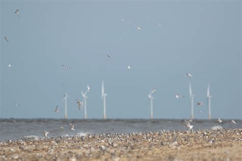 Little Terns Nesting Bonanza At Winterton Beach Nature In Mind