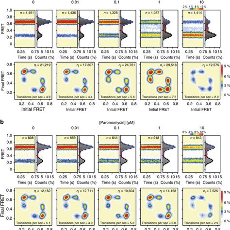 Crystal Structure Of The Paromomycin Bound Partially Rotated Ribosome