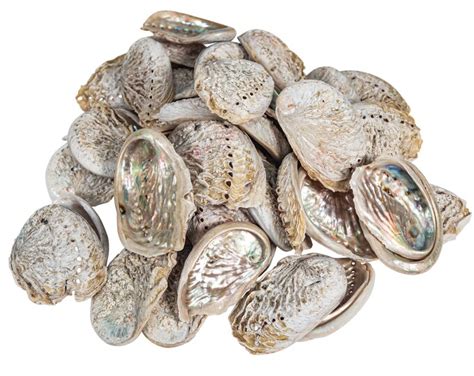 50 Pack Of Lightly Cleaned African Abalone Shell 220 00l 12 Etsy