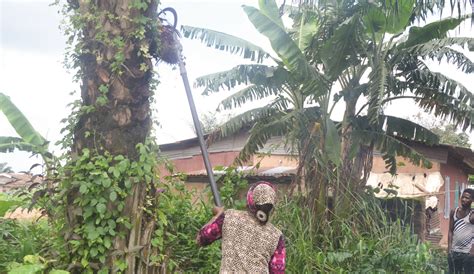 Palm Oil Agro Equipment Dealers And Fabricators Improved Palm Oil
