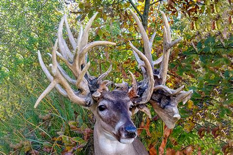 Female White Tailed Deer With Antlers
