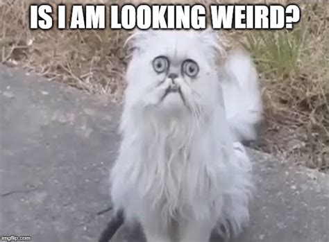 Weird Look Meme