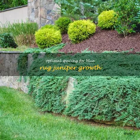 Blue Rug Juniper Spacing Best Practices For Healthy Groundcover Shuncy