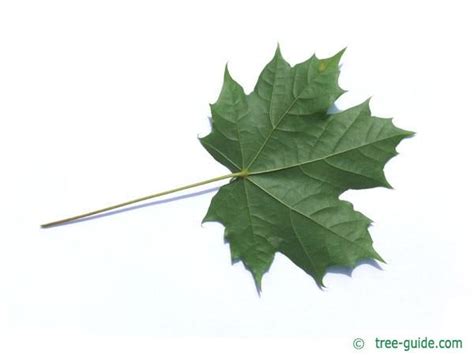Norway Maple Acer Platanoides