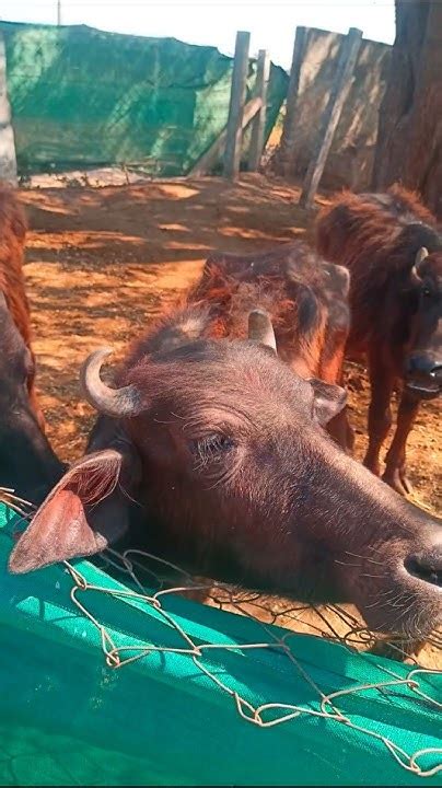 Deesa Banaskantha Youtube