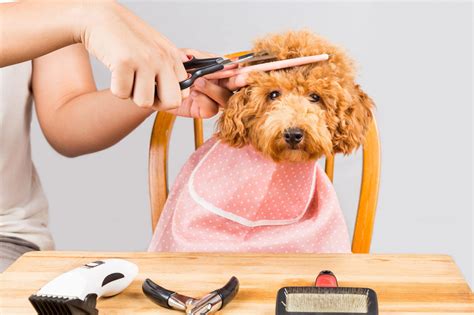 Its Hot Out Should You Shave Your Dog Dogventure Hq