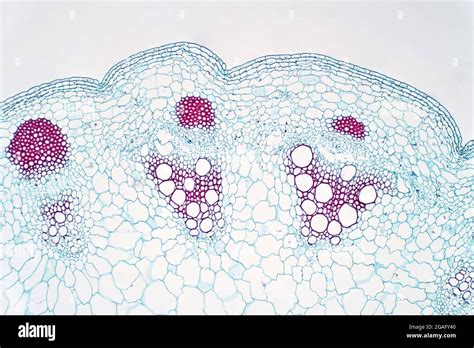 Dicot Stem Micrograph Fotos Und Bildmaterial In Hoher Auflösung Alamy