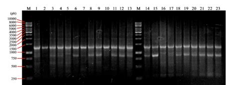 The Band Pattern Of Rapd Product Amplified By Primer Opa1 Lane 1 23