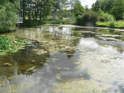 Ultra Sonic Algae Control How It Works