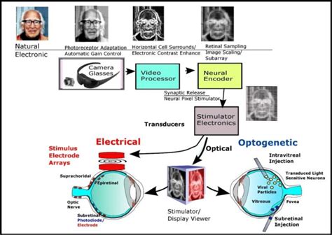 4 Retinal Prosthetic Image Encoding And Stimulation Schemes Download Scientific Diagram