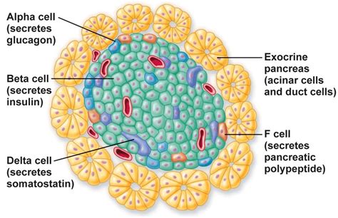 Lecture Notes In Medical Technology Lecture 10 The Pancreas