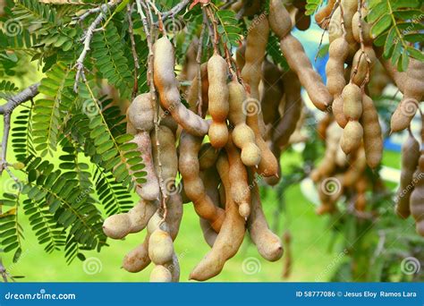 Tamarind Fruit Traits At Ester Gordan Blog