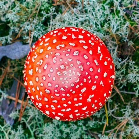 Amanita Fulva Images Free Download On Freepik