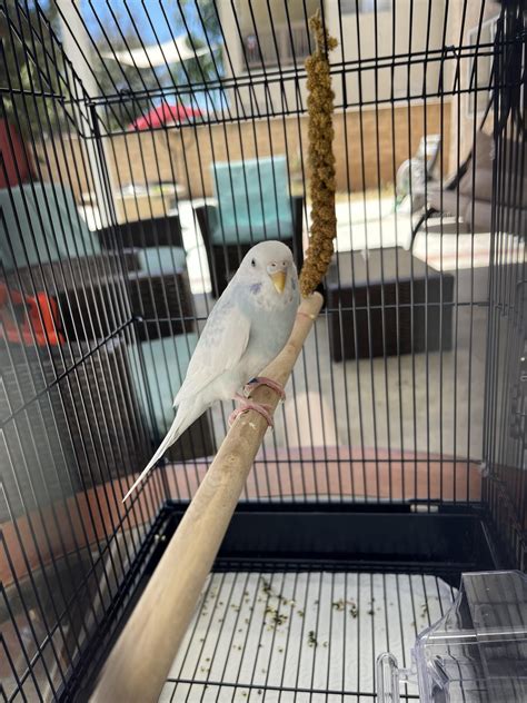 Can You Help Identify The Genderage Of My Parakeet Rparakeets