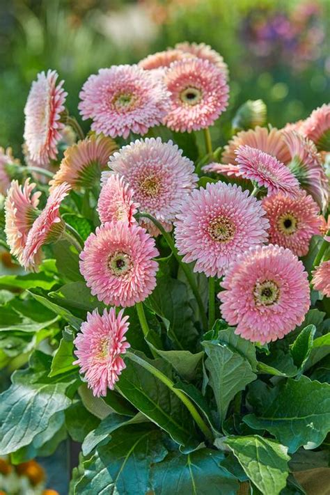 Gerbera Daisy Varieties Double Flower Gerbera Daisy R Gardening