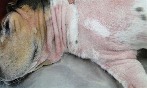 Malassezia Dermatitis In Dogs And Cats Veterinary Medicine At Illinois
