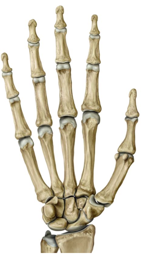 Clinical Module 2 Carpal Identification Diagram Quizlet