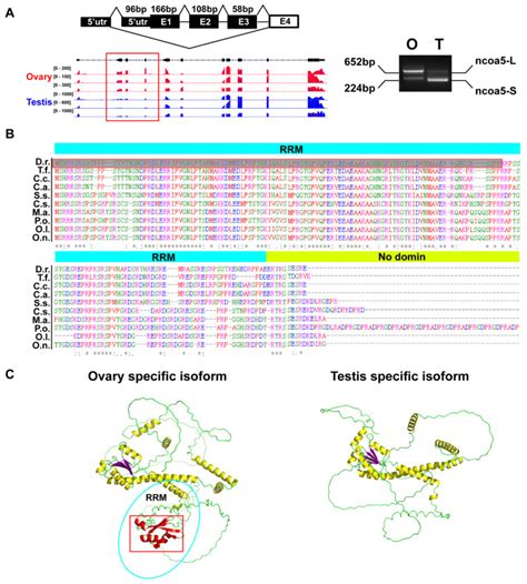 Comprehensive Transcriptome Analysis Reveals Sex Specific Alternative Splicing Events In