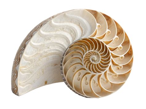 Nautilus Shell Spiral Geometry Natures Divine Proportion Golden Ratio 54714610 Png