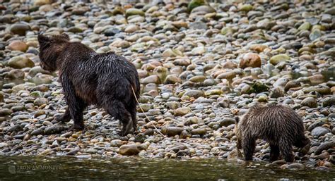 약혐 의외로 곰에게 자주 생기는 기생충 미스터리공포 에펨코리아