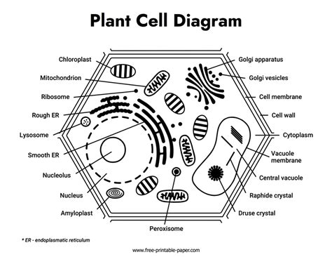 Cell Plant Drawing Cells Simple Coloring Clipart Interactive Notebook