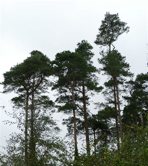 Scots Pine The Nature Trust