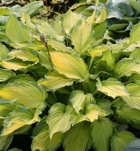 Hosta (Bohyška) ´LADY GUINEVERE´ kont. 1 l | Lumigreen.cz