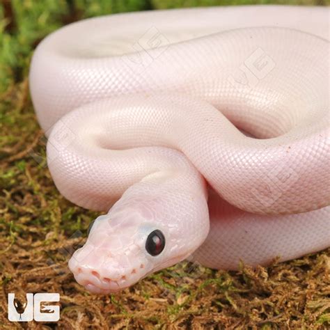 Ball Pythons For Sale Underground Reptiles