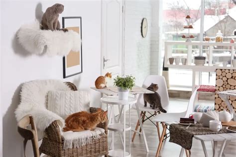 Japanese Cat Cafe The Most Relaxing Cafe The Japan Media