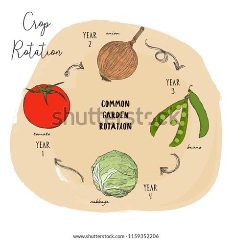 942 Crop Rotation Stock Vectors Images Vector Art Shutterstock