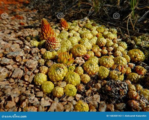 resistant to adversity plant stock image image of sempervivum