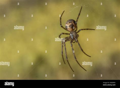 Dolloff Cave Spider Whats This Spider Rwhatsthisbug
