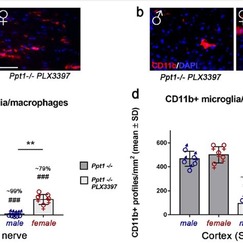 Sex Biased Depletion Of Cd11b Cells In The Cns Of Cln1 Mice Upon Download Scientific Diagram
