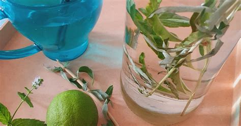Agua Fresca Con Menta Burrito Y Cedrón 🌿 Receta De Saboresculturales