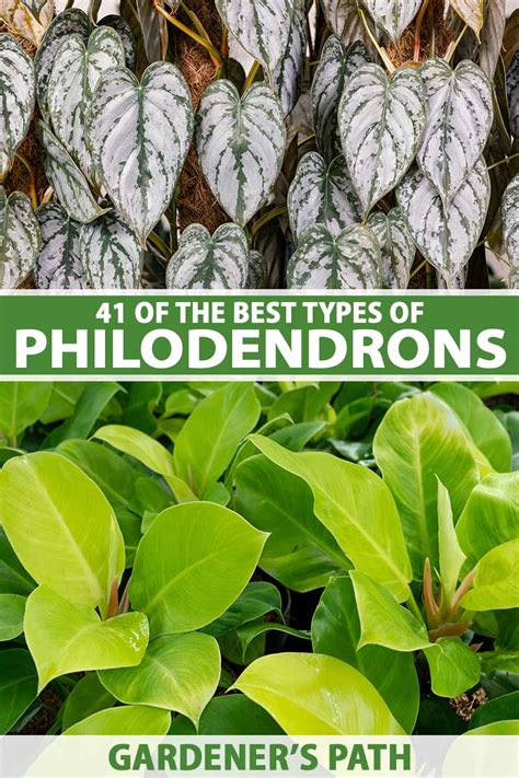 Philodendron Varieties 61 Different Types Of Philodendron Cultivars