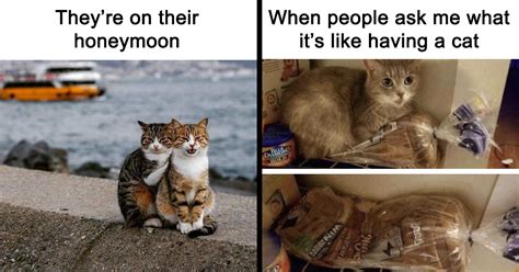 Sweet Kitty Memes