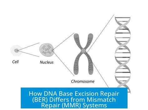 How Dna Base Excision Repair Ber Differs From Mismatch Repair Mmr